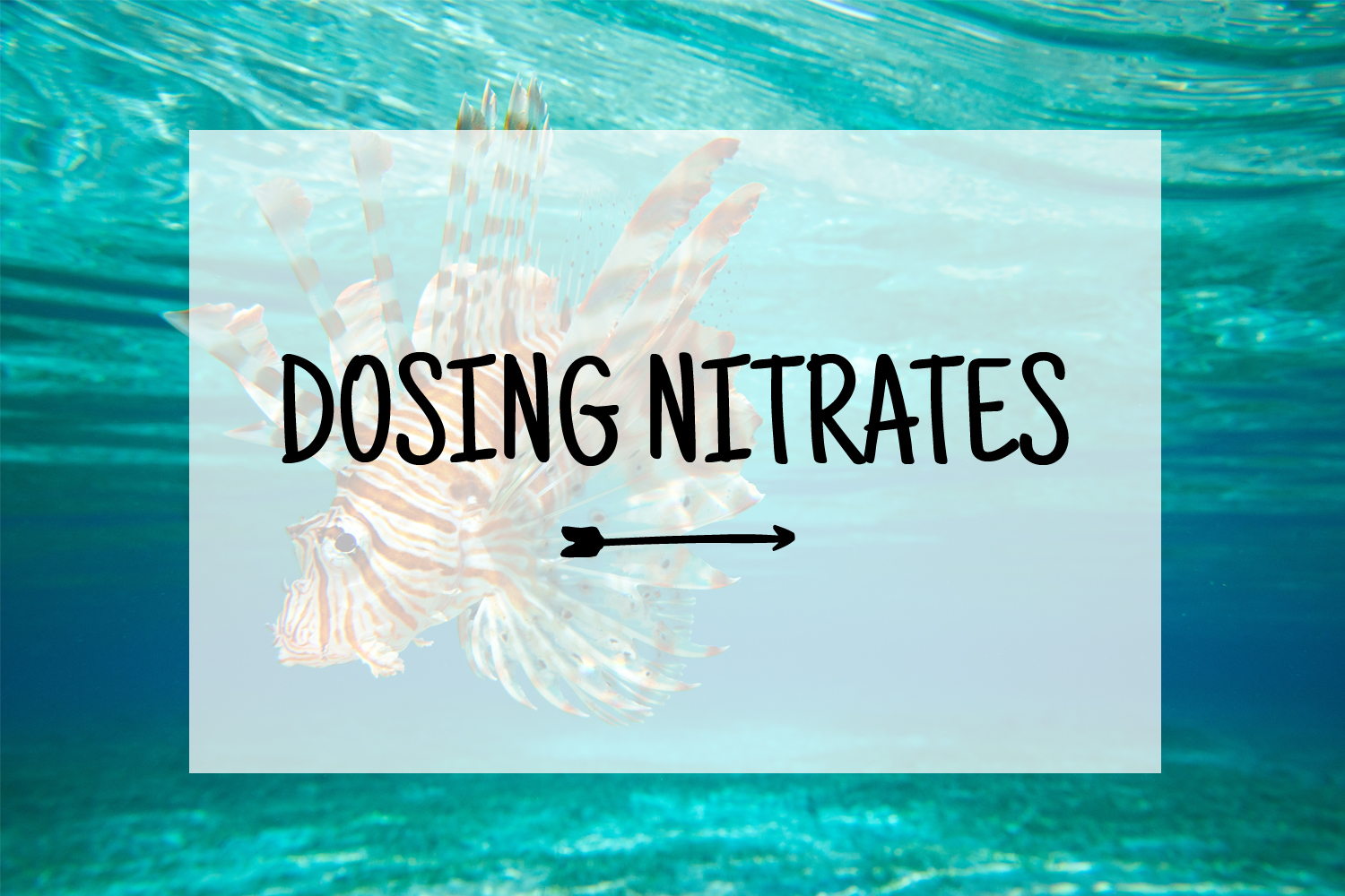 How To Dose Nitrates In a Saltwater Aquarium