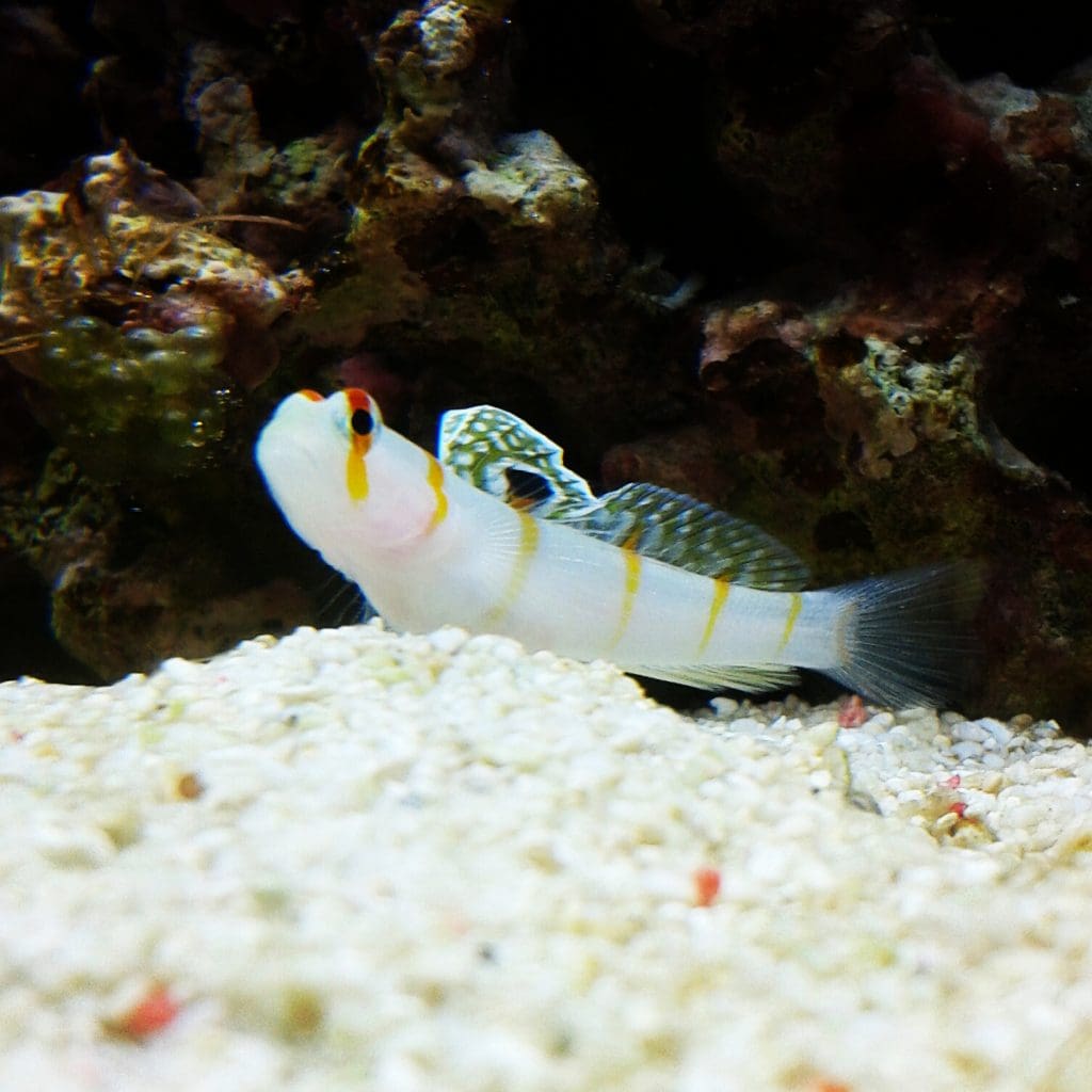 How to Successfully Pair a Goby and Pistol Shrimp